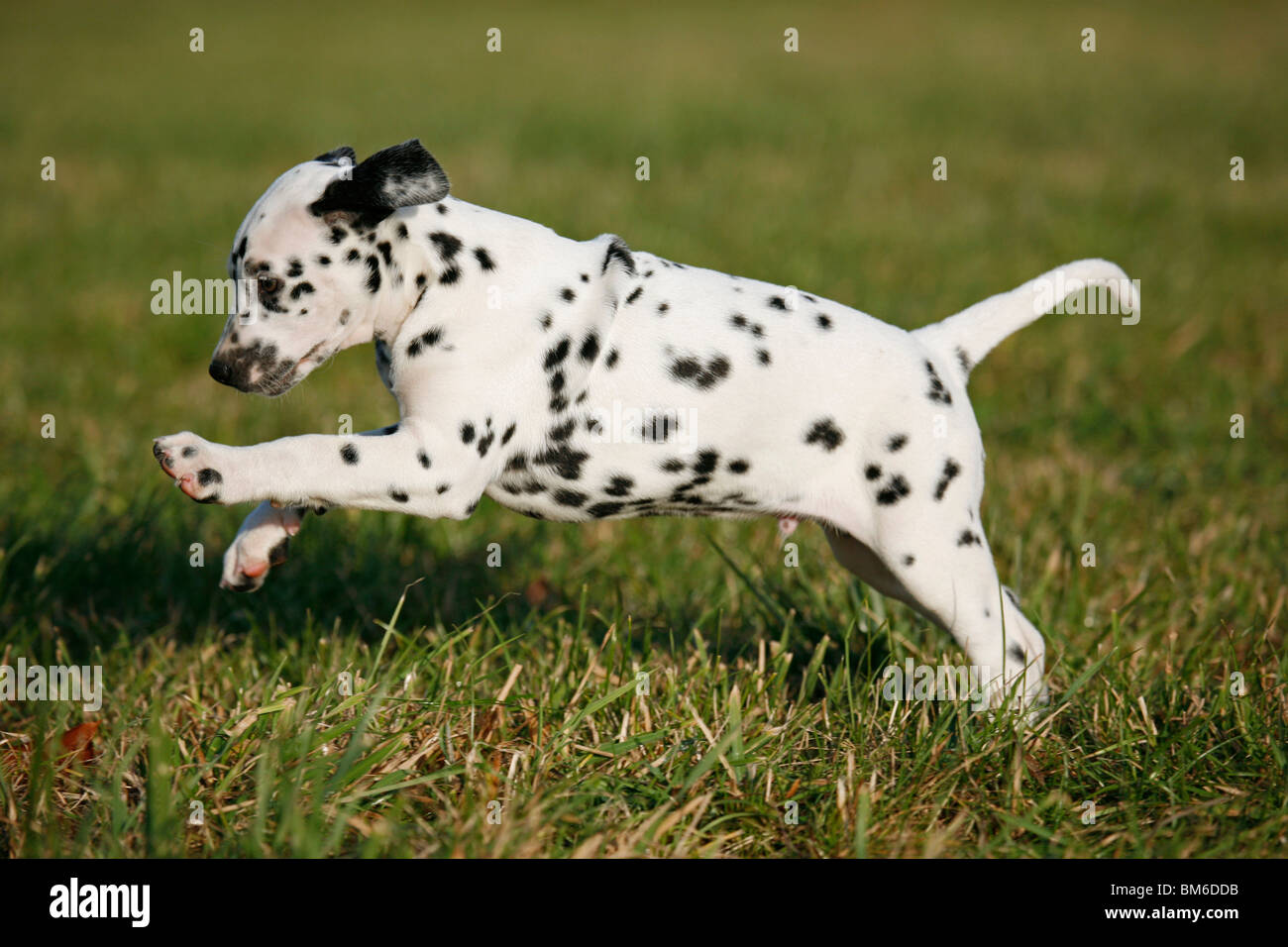 Dalmatiner welpen hi-res stock photography and images - Alamy