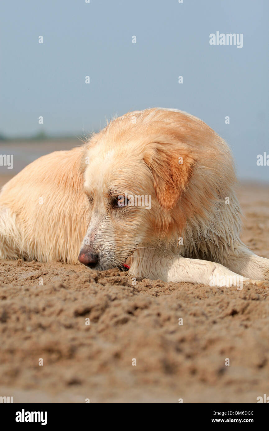 Akbash dog hi-res stock photography and images - Alamy