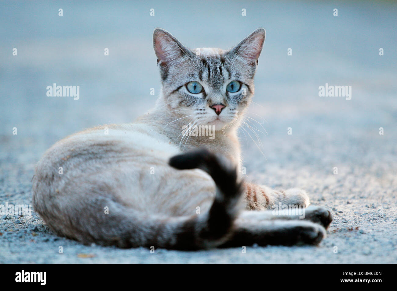 Siamese cat hi-res stock photography and images - Alamy