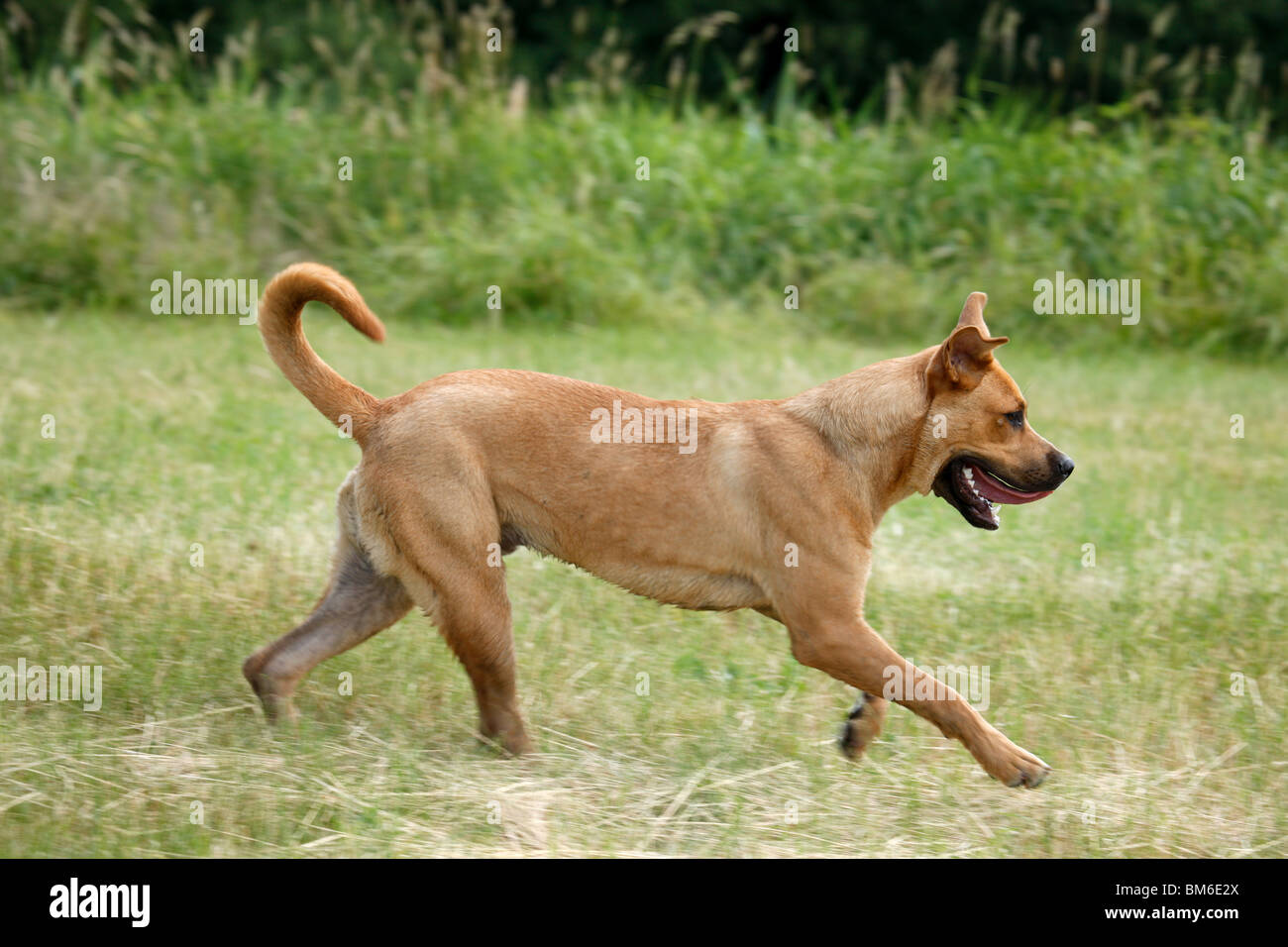 Mischling / mongrel Stock Photo - Alamy
