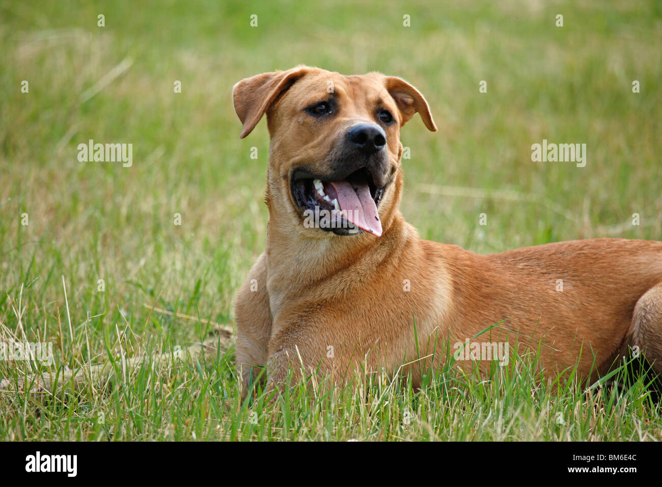 Mischling / mongrel Stock Photo - Alamy