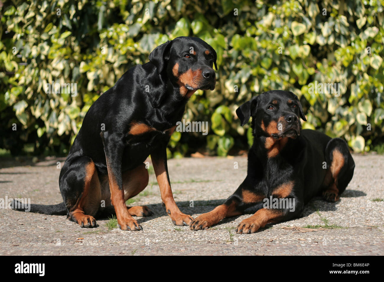Rottweilers Two Dog Rottweiler High Resolution Stock Photography and ...