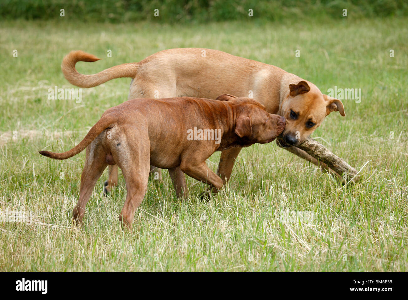 Spielende Hunde High Resolution Stock Photography and Images - Alamy