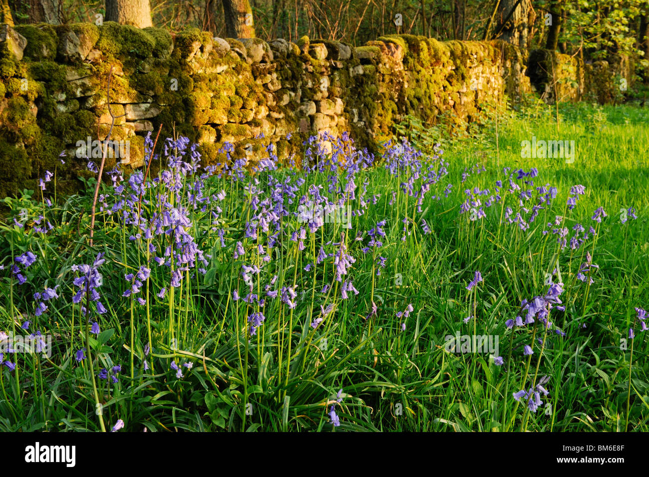Native bluebells hi-res stock photography and images - Alamy