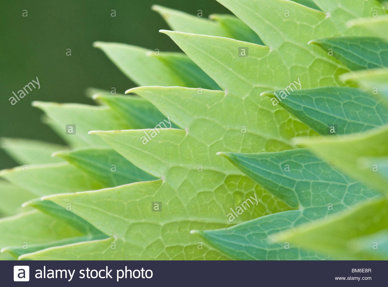 Serrated Leaves Stock Photos & Serrated Leaves Stock Images - Alamy