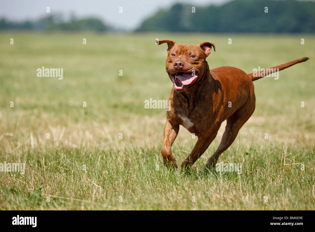 Pitbull running meadow hi-res stock photography and images - Alamy