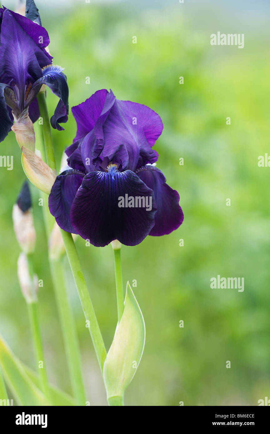 Tall Bearded Iris 'sable' flower Stock Photo - Alamy