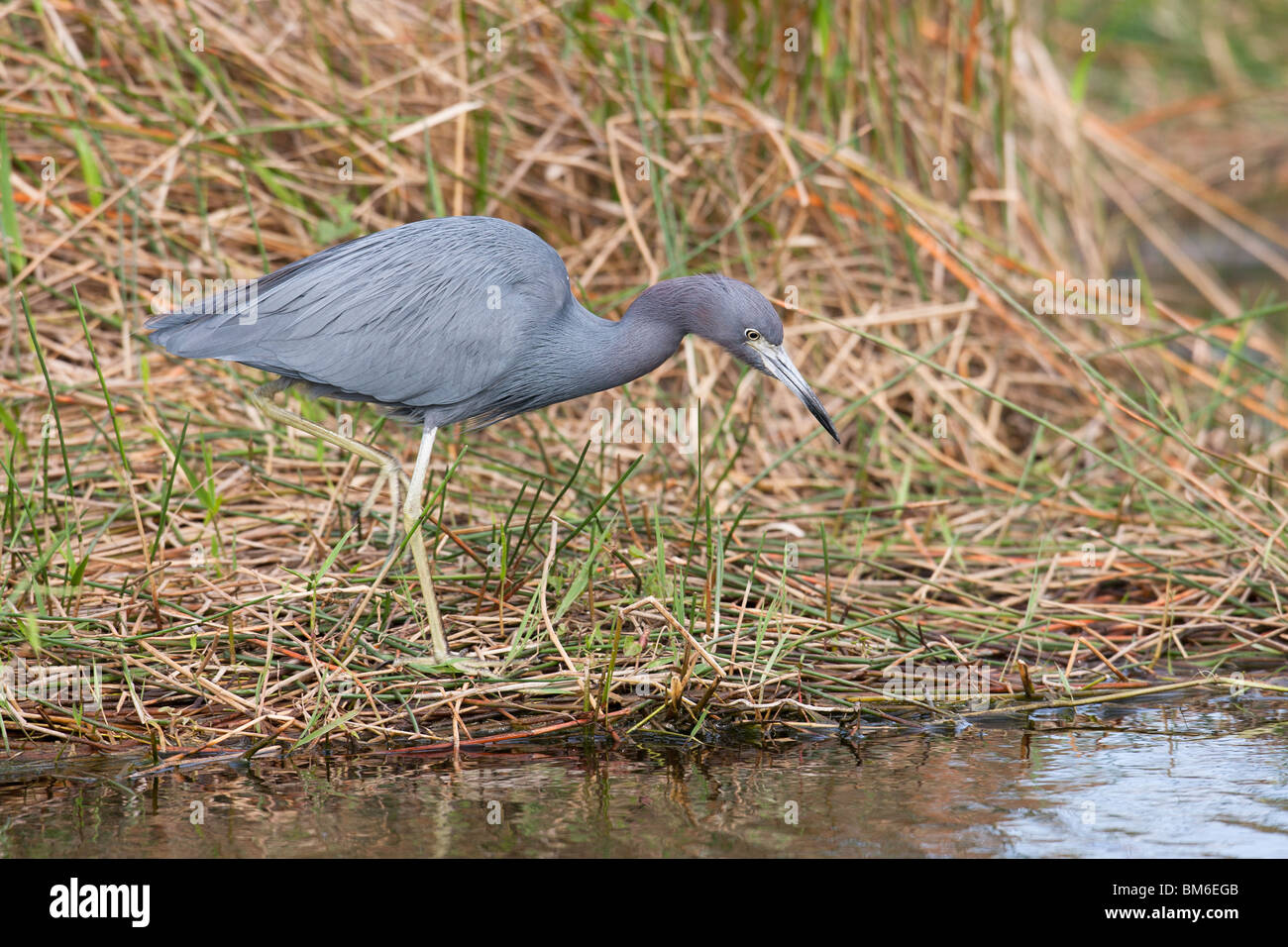 Little Blue Heron (Egretta caerulea) foraging in the Everglades Stock ...
