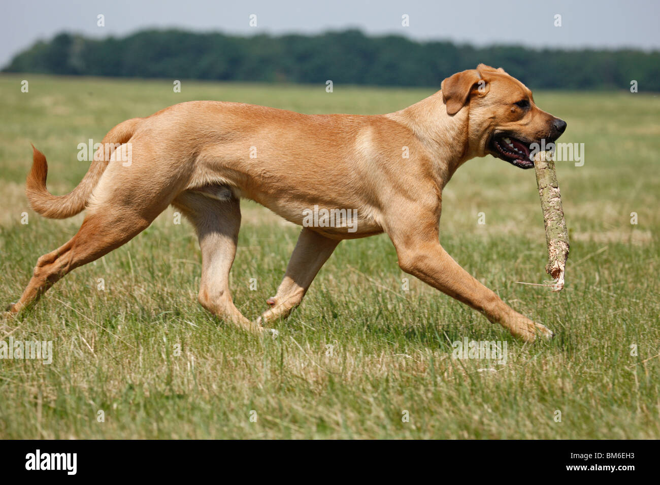 Mischling / mongrel Stock Photo - Alamy