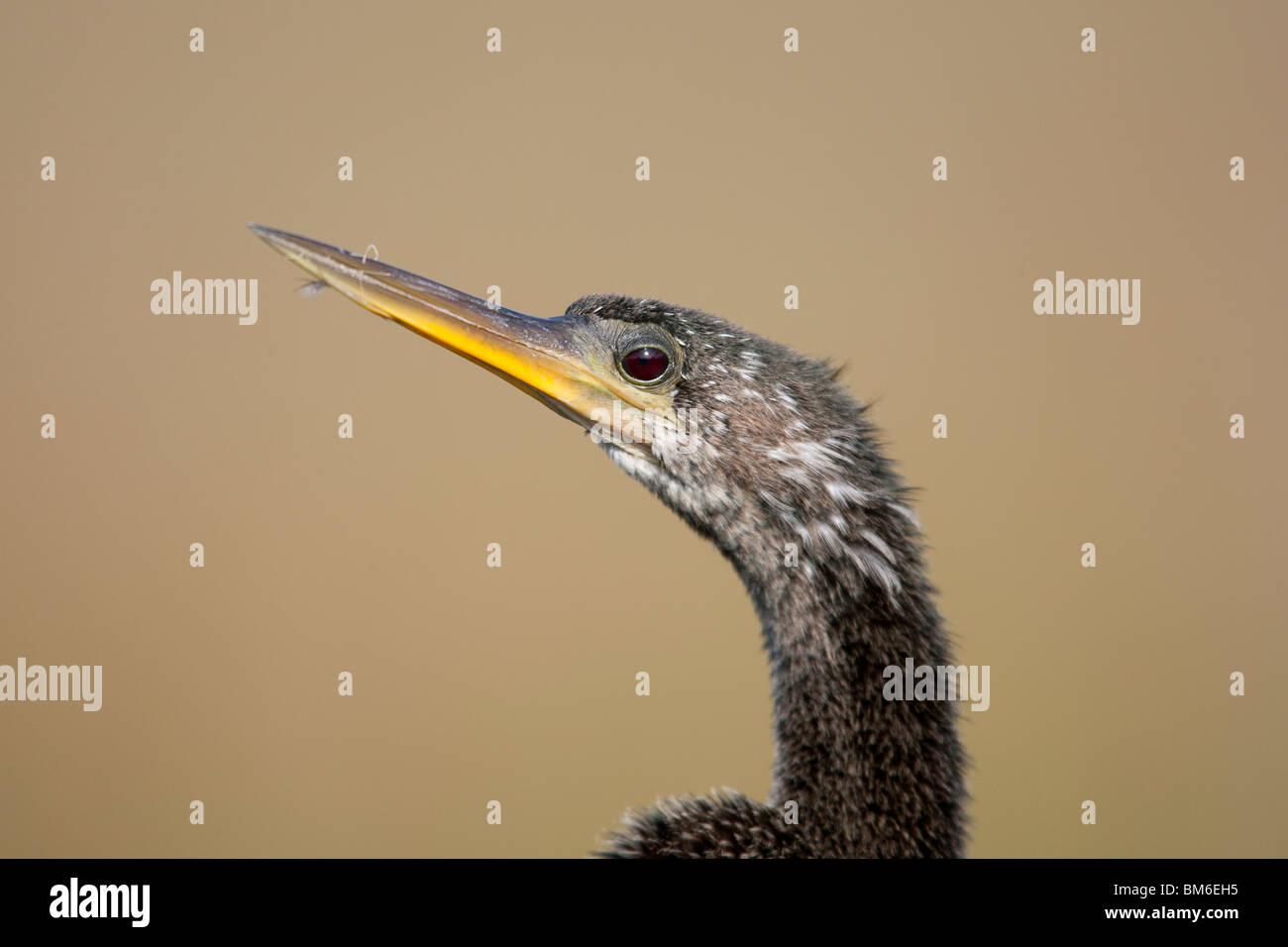 Anhinga (Anhinga anhinga leucogaster), female Stock Photo - Alamy