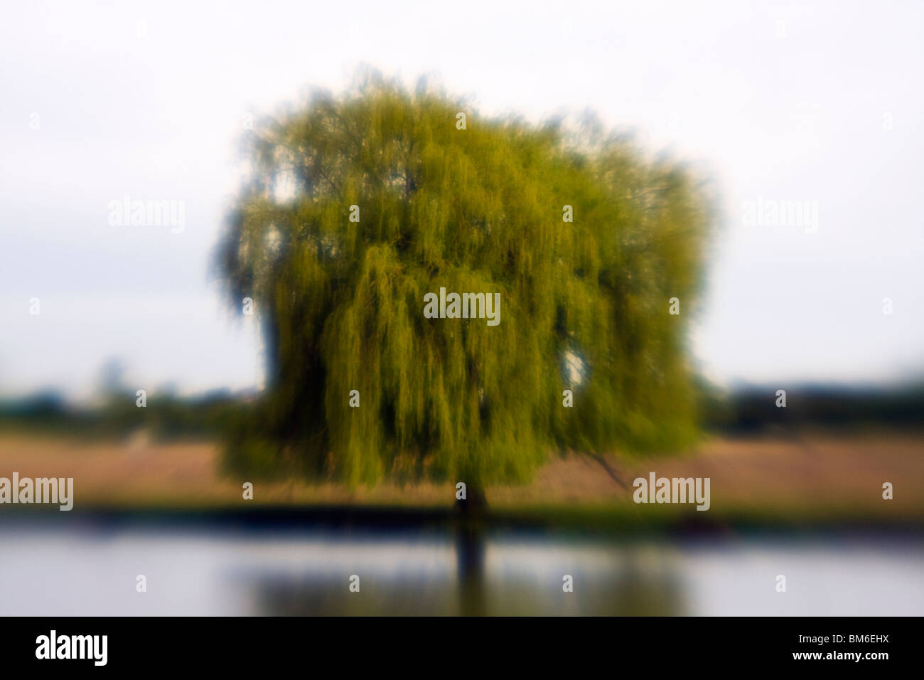 Single willow hi-res stock photography and images - Alamy