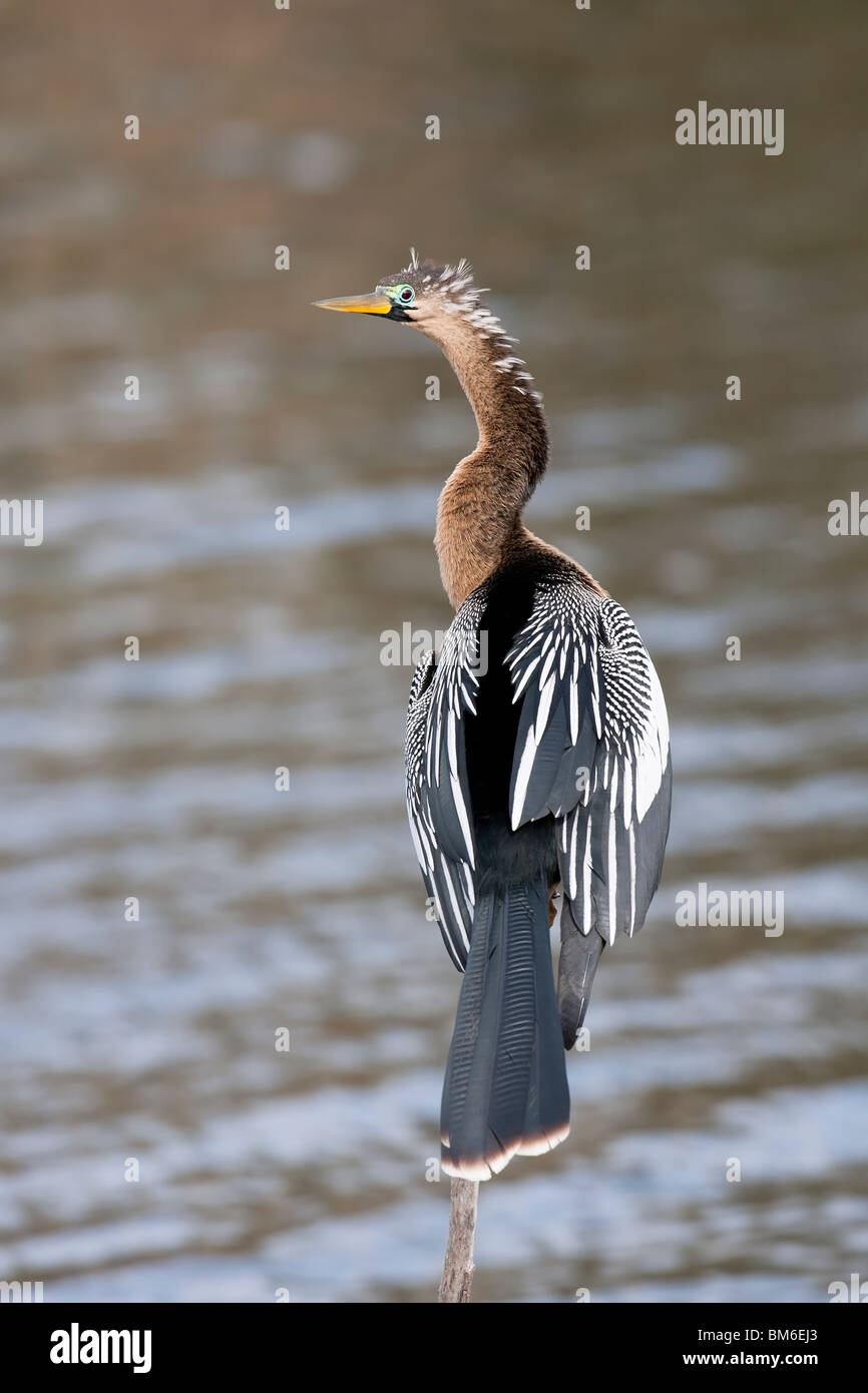Anhinga (Anhinga anhinga leucogaster), female Stock Photo - Alamy