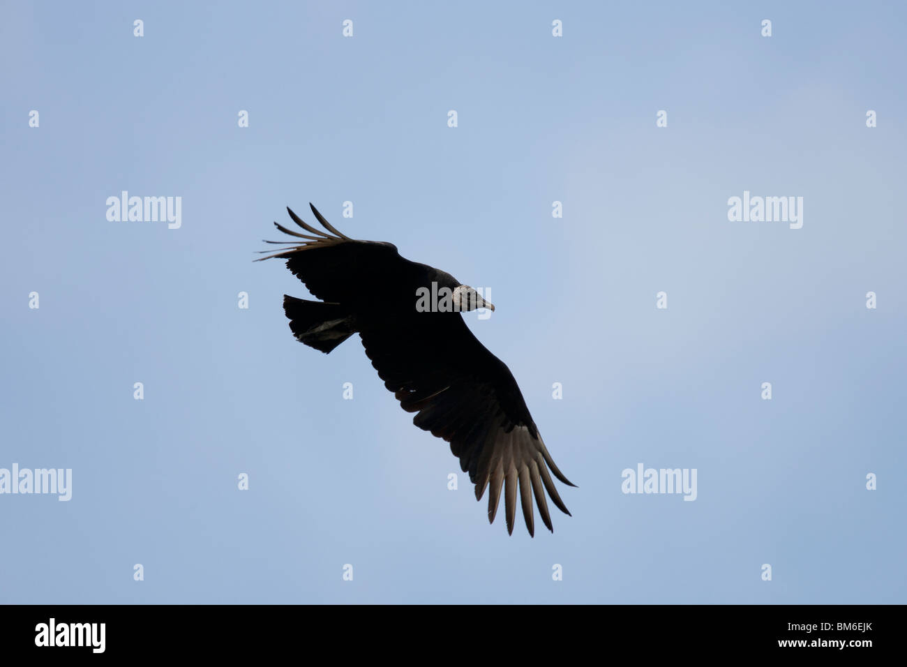 Black Vulture (Coragyps atratus atratus) in flight Stock Photo - Alamy