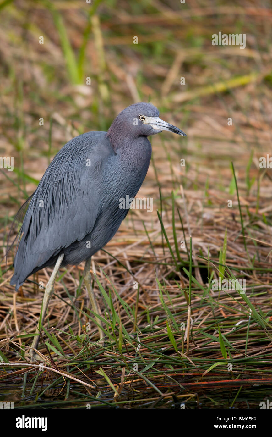Little Blue Heron (Egretta caerulea) foraging in the Everglades Stock ...