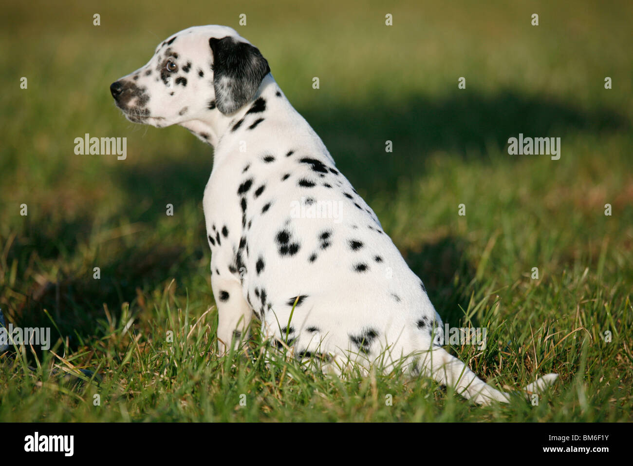 sitzender Dalmatiner Welpe / sitting Dalmatian Puppy Stock Photo - Alamy