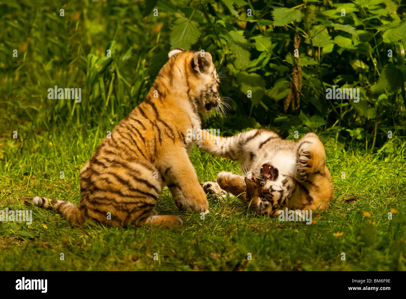 Two Siberian/Amur Tiger Cubs Playing Fighting Together Stock Photo - Alamy