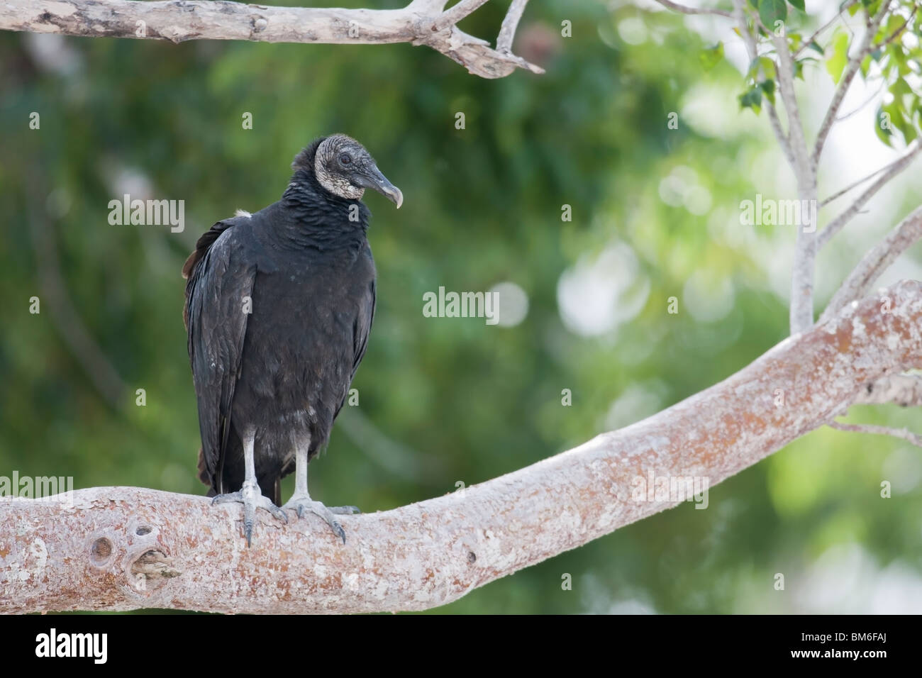Black Vulture (Coragyps atratus atratus Stock Photo - Alamy