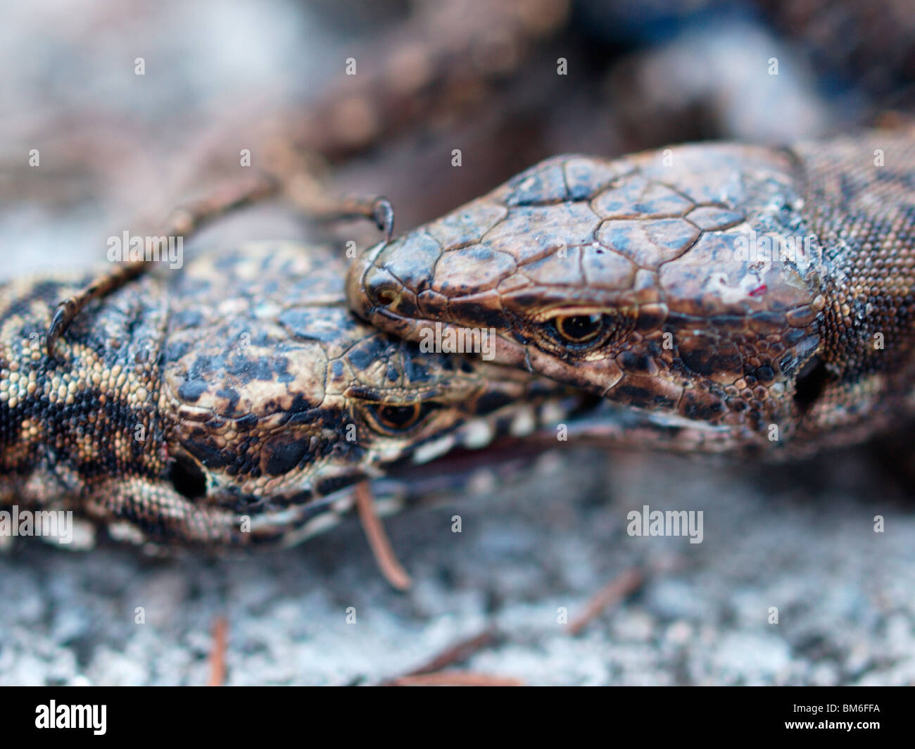 Snakes fighting animals hi-res stock photography and images - Alamy