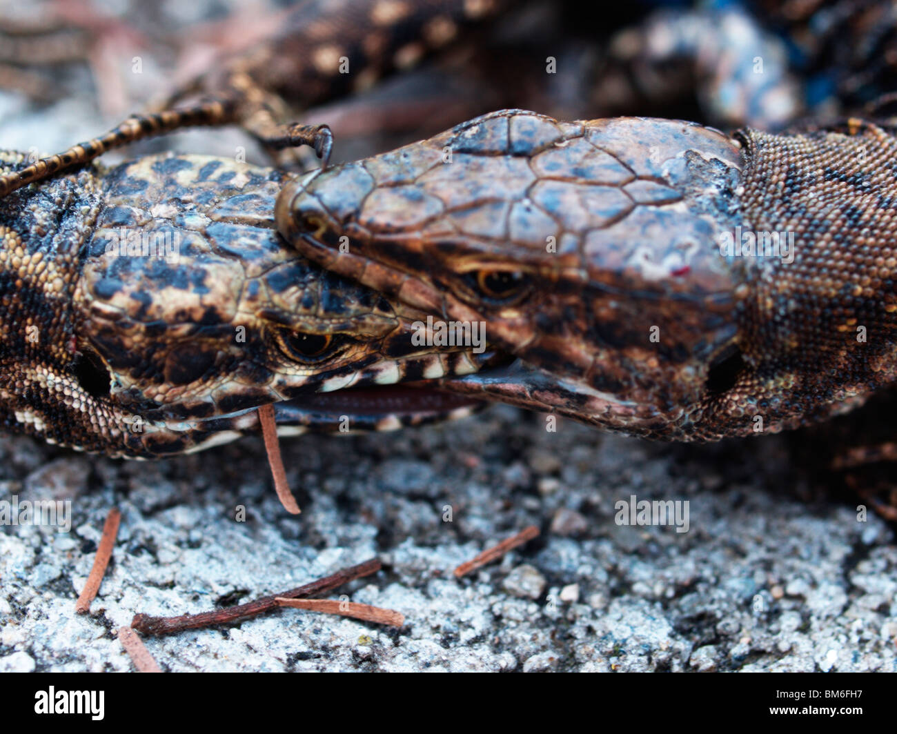 Snakes fighting animals hi-res stock photography and images - Alamy
