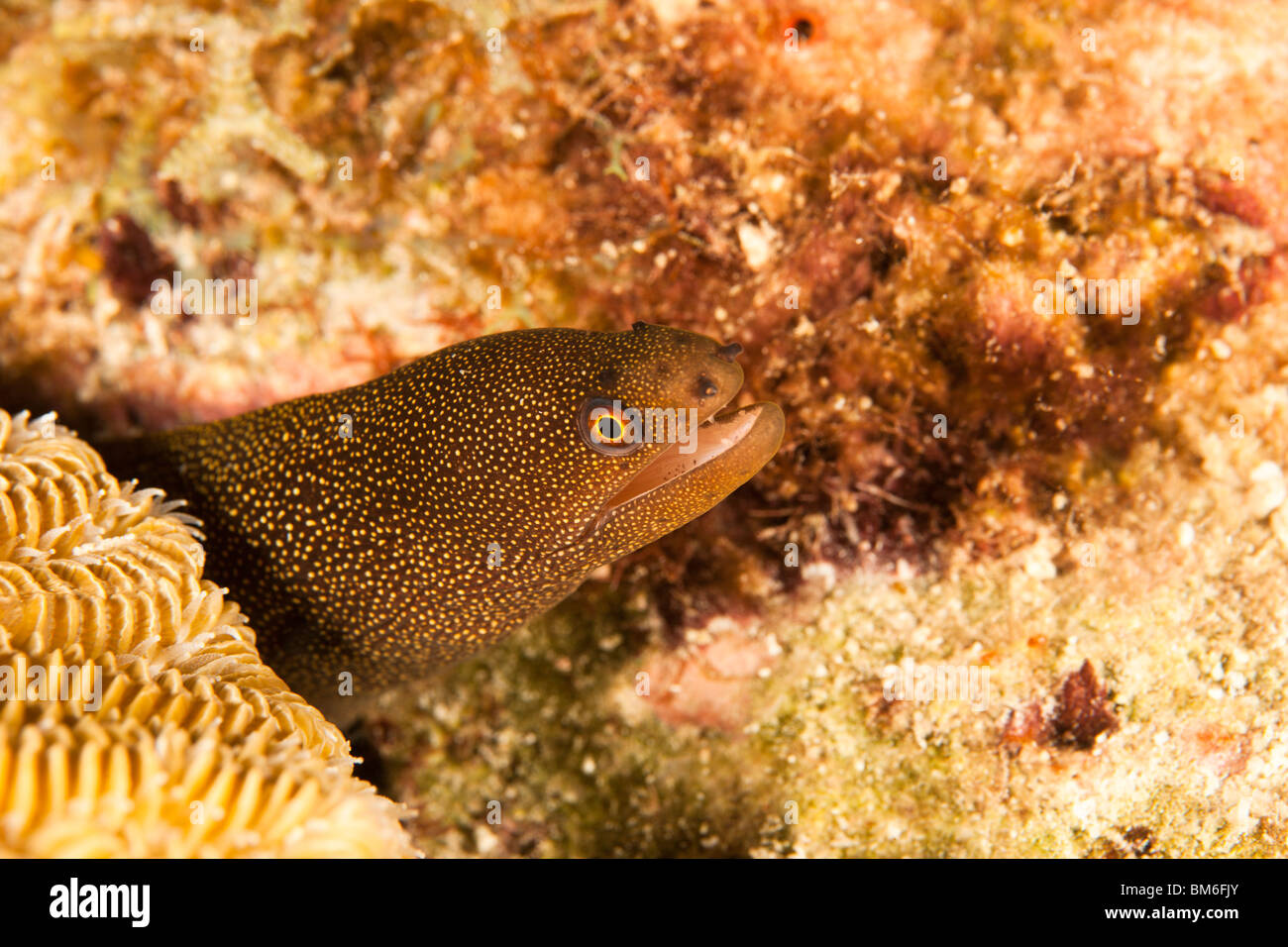 Goldentail moray gymnothorax miliaris hi-res stock photography and ...