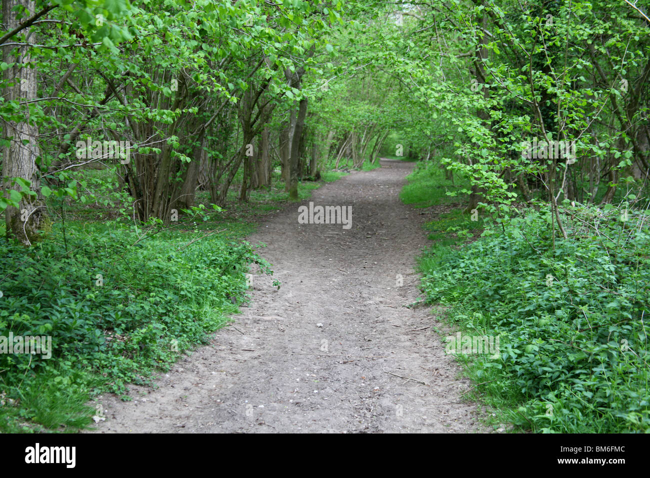Woodland path or trail in spring, Hampshire, England Stock Photo - Alamy