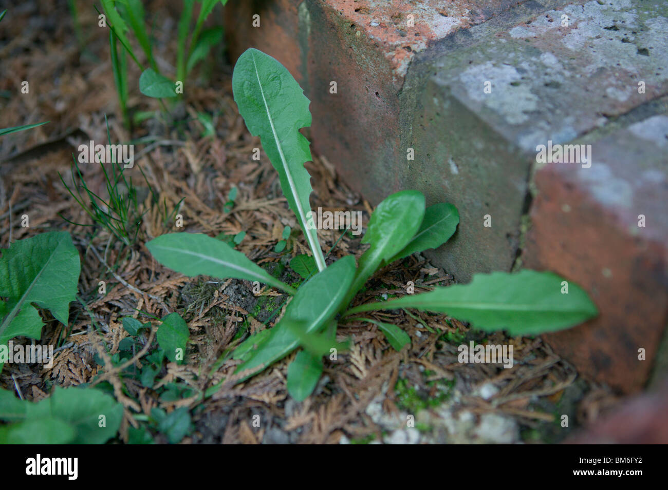 Overgrown dandelion hi-res stock photography and images - Alamy