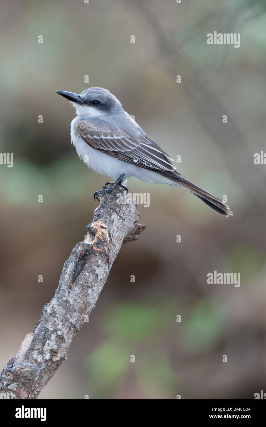 Gray Kingbird (Tyrannus dominicensis dominicensis Stock Photo - Alamy