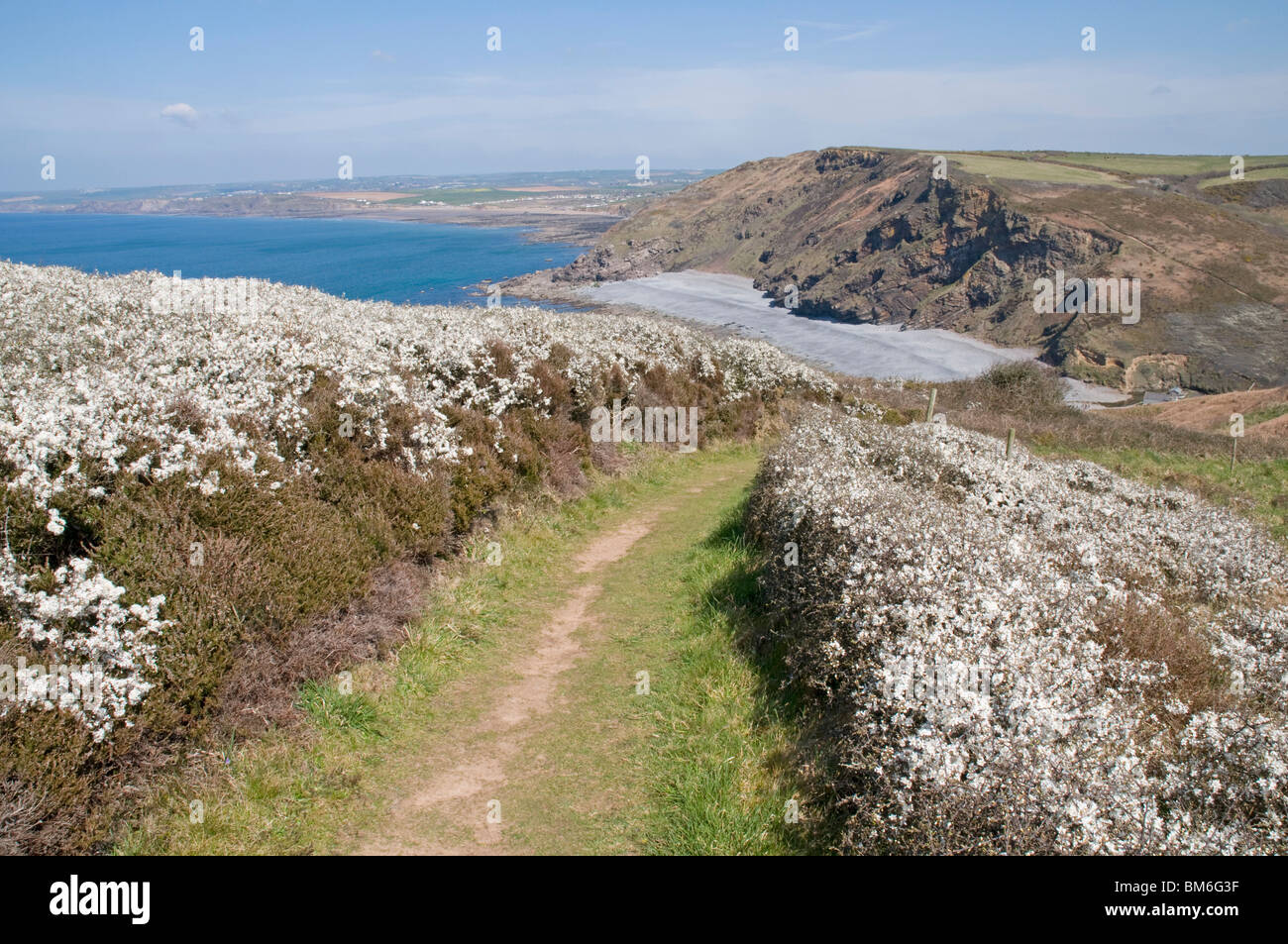 On the north cornwall coast path amongst the blossoming blackthorn ...