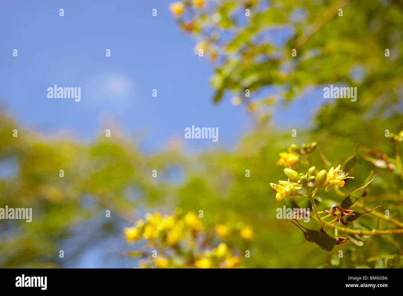 Lush beautiful branches blue hi-res stock photography and images - Alamy