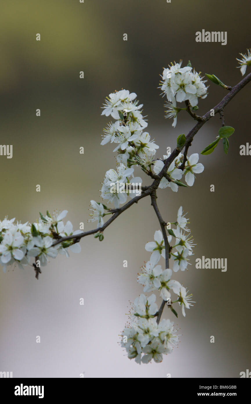 Water Hawthorn Uk High Resolution Stock Photography and Images - Alamy