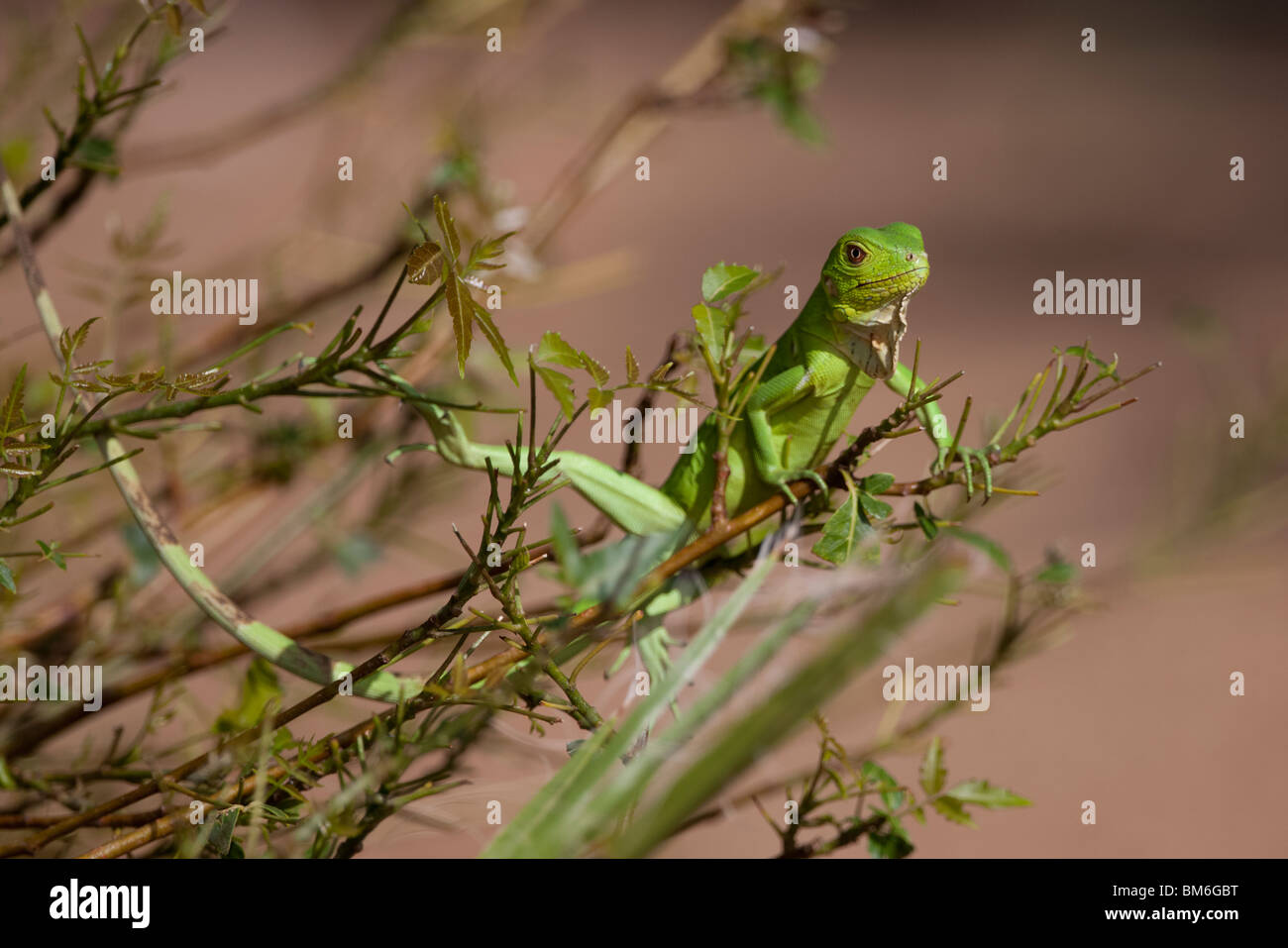 Small iguana hi-res stock photography and images - Alamy