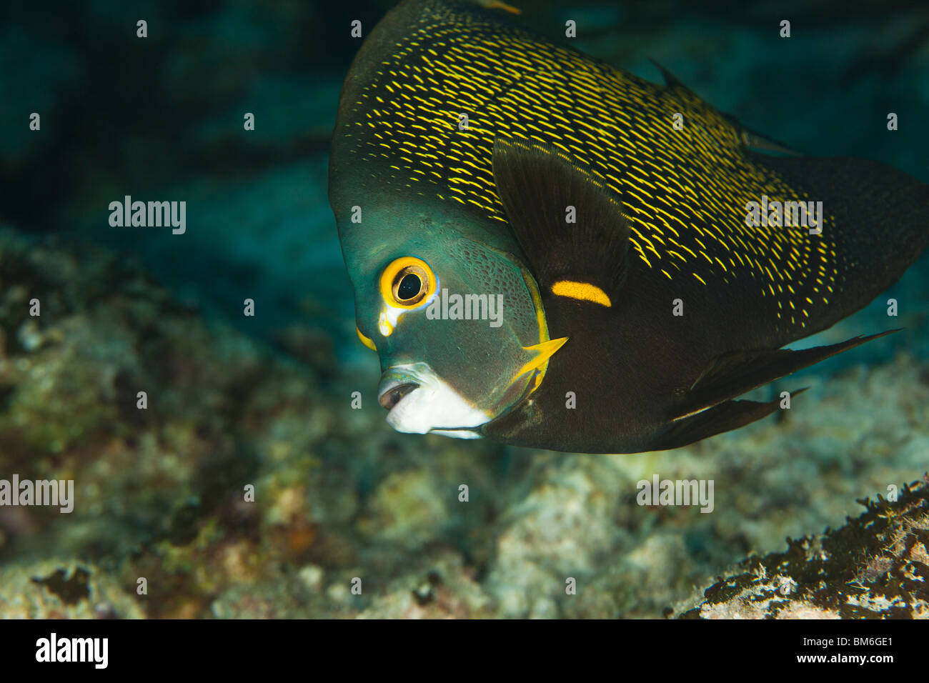 Angelfish swimming on reef hi-res stock photography and images - Alamy