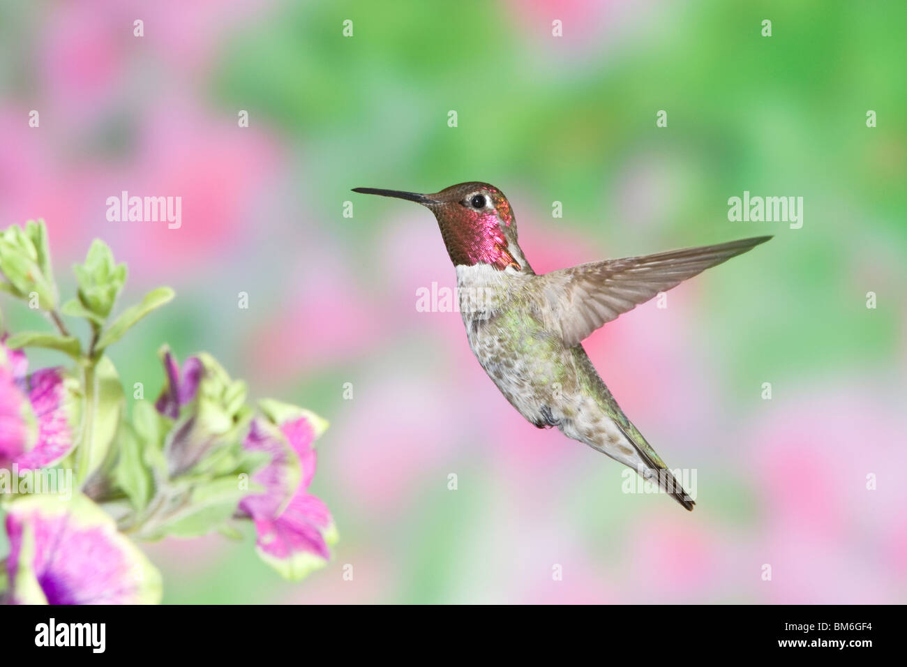 Anna's Hummingbird in Petunia x hybrida 'Pretty Much Picasso' Stock ...