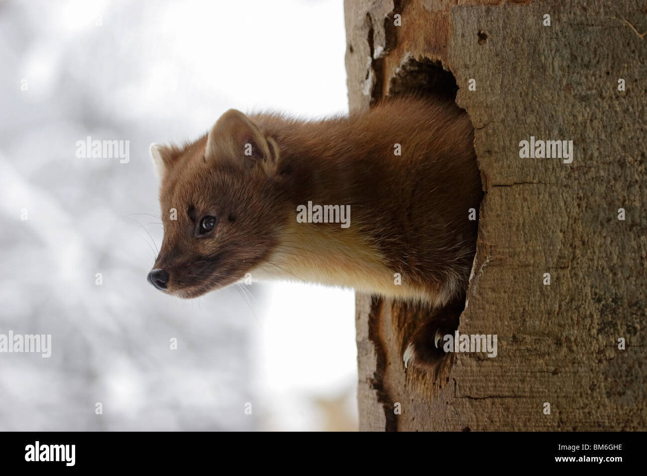 Pine marten hi-res stock photography and images - Alamy
