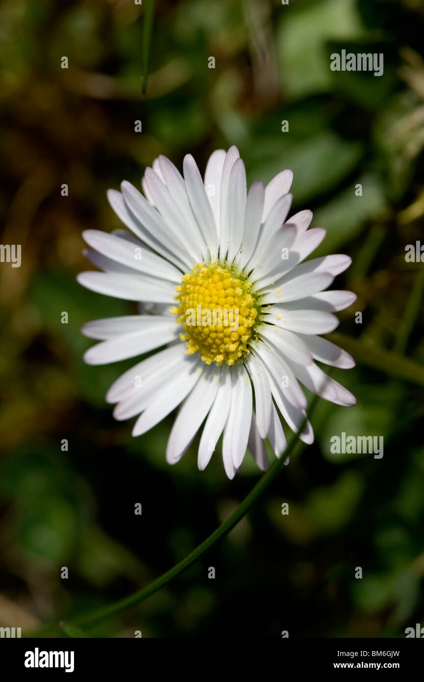Pushing up the daisies hi-res stock photography and images - Alamy