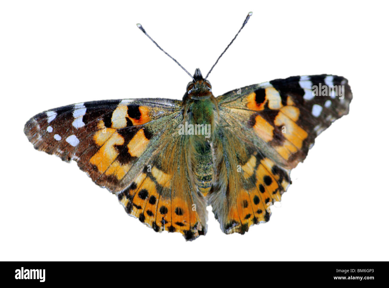 Insects of portugal Cut Out Stock Images & Pictures - Alamy