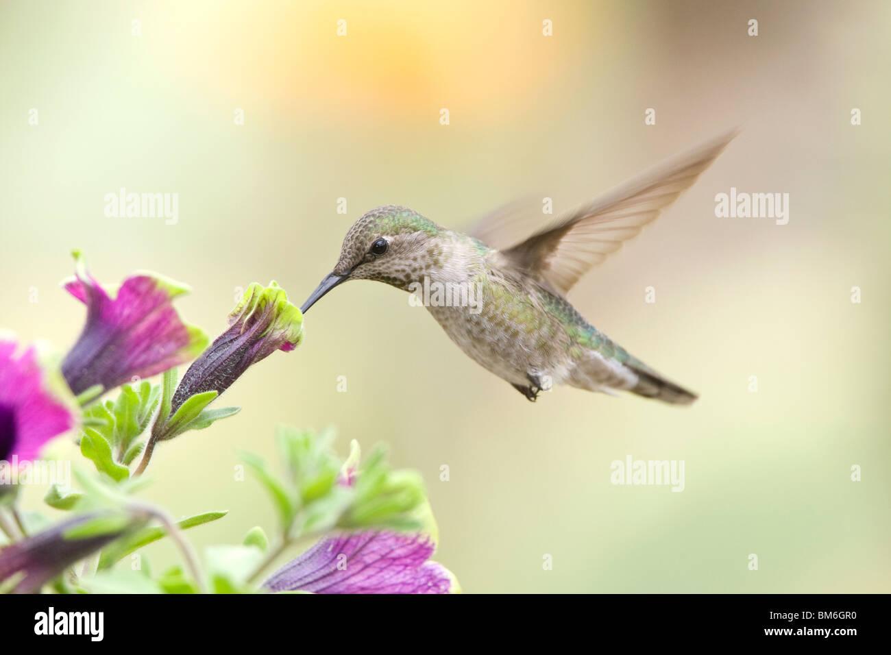 Female Anna's Hummingbird in Petunia x hybrida 'Pretty Much Picasso ...