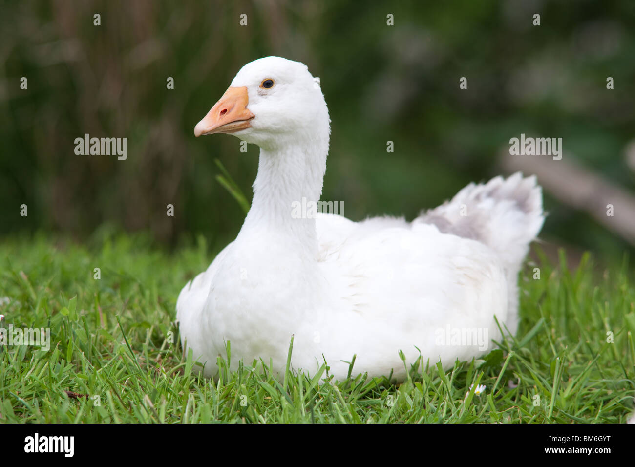 Domestic goose hi-res stock photography and images - Alamy