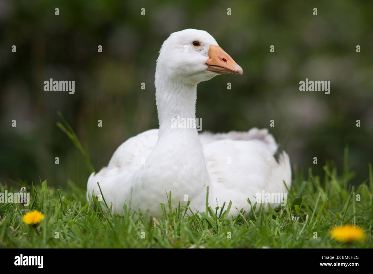 White Embden domestic goose Hampshire England Stock Photo - Alamy White Embden domestic goose Hampshire England Stock Photo - Alamy