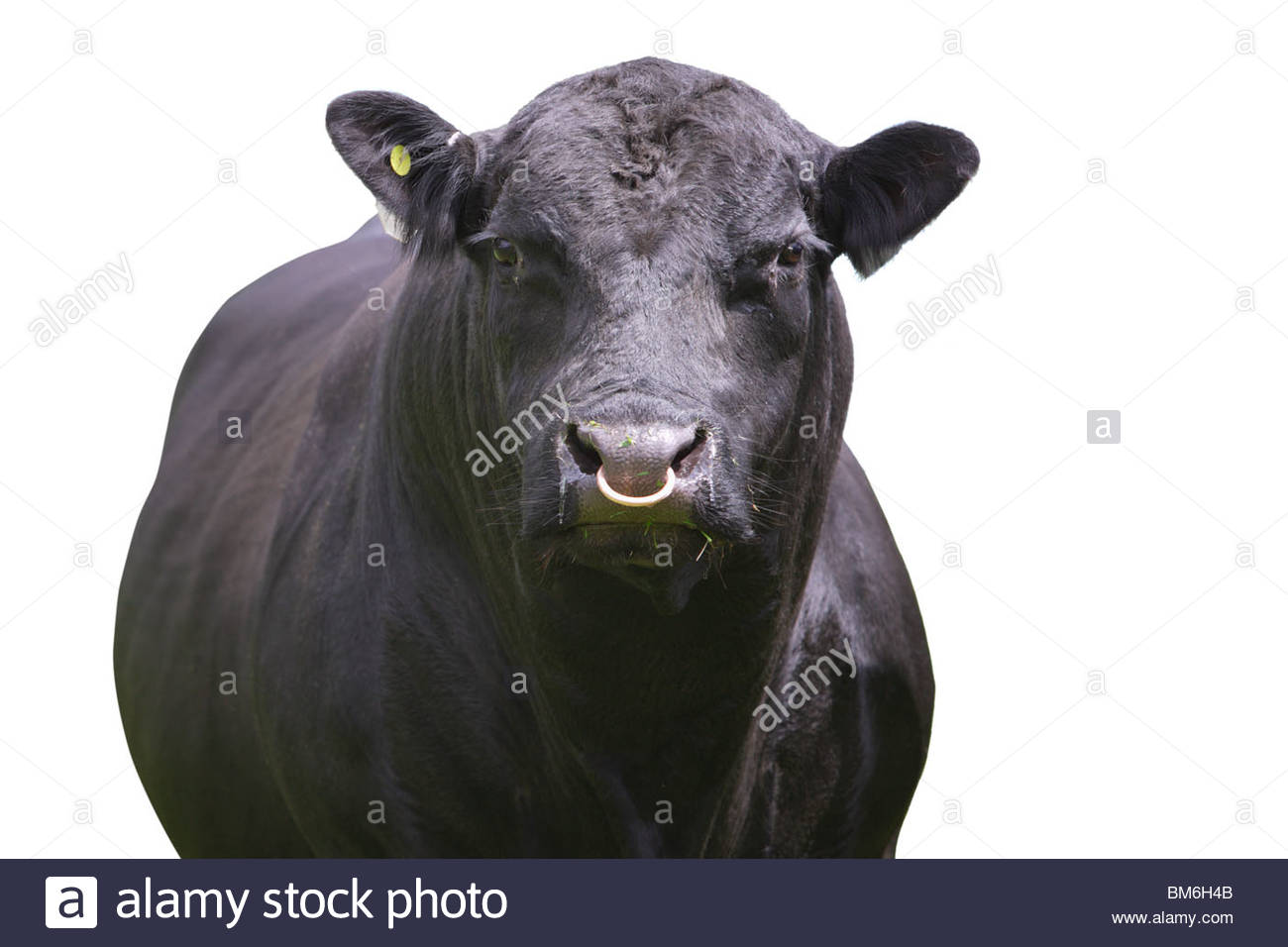 Close Up Bull Nose Ring Stock Photos & Close Up Bull Nose Ring Stock ...
