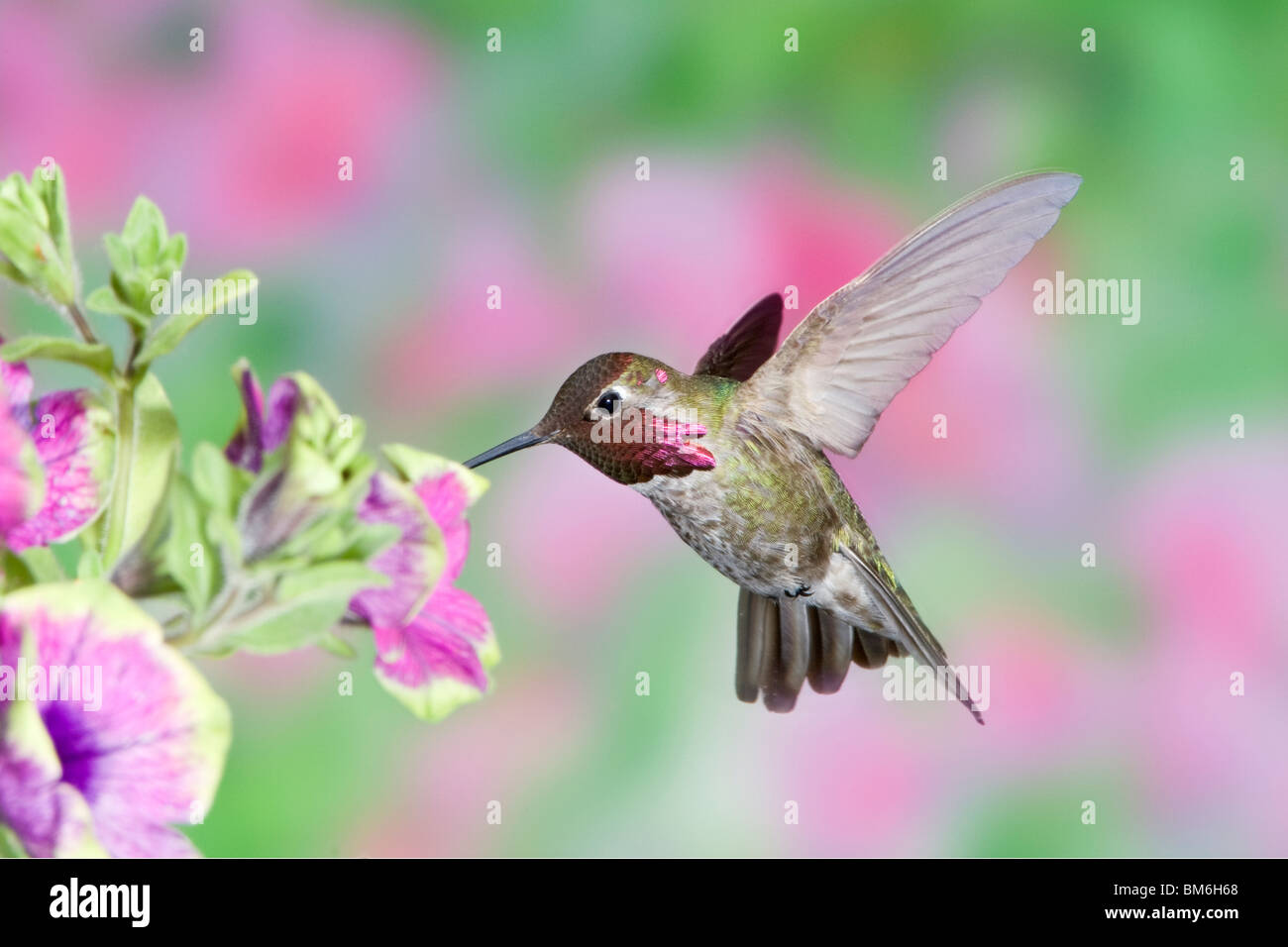 Anna's Hummingbird in Petunia x hybrida 'Pretty Much Picasso' Stock ...