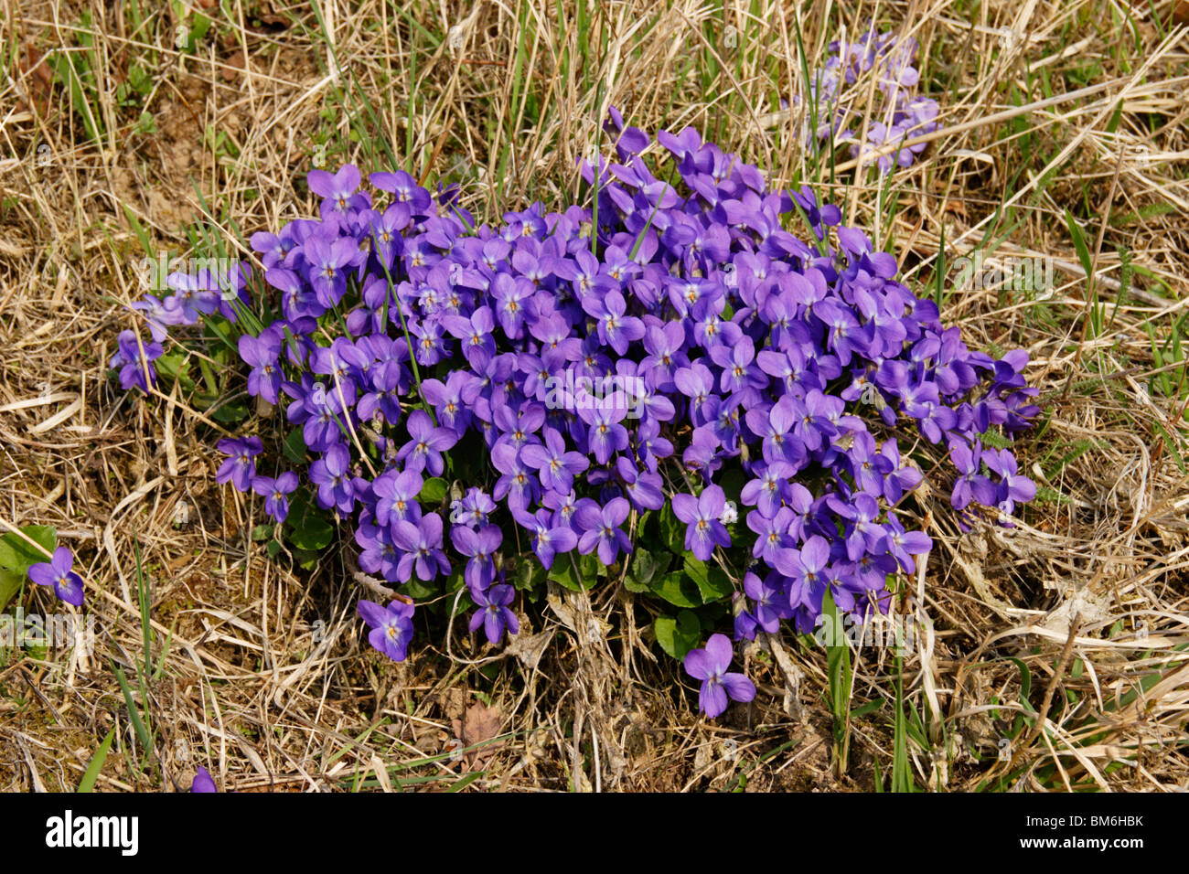 Veilchen Violett High Resolution Stock Photography and Images - Alamy