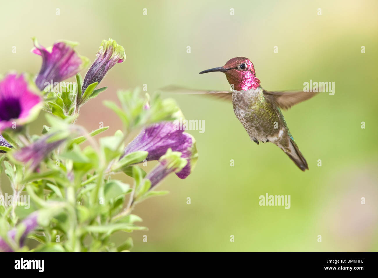 Anna's Hummingbird in Petunia x hybrida 'Pretty Much Picasso' Stock ...