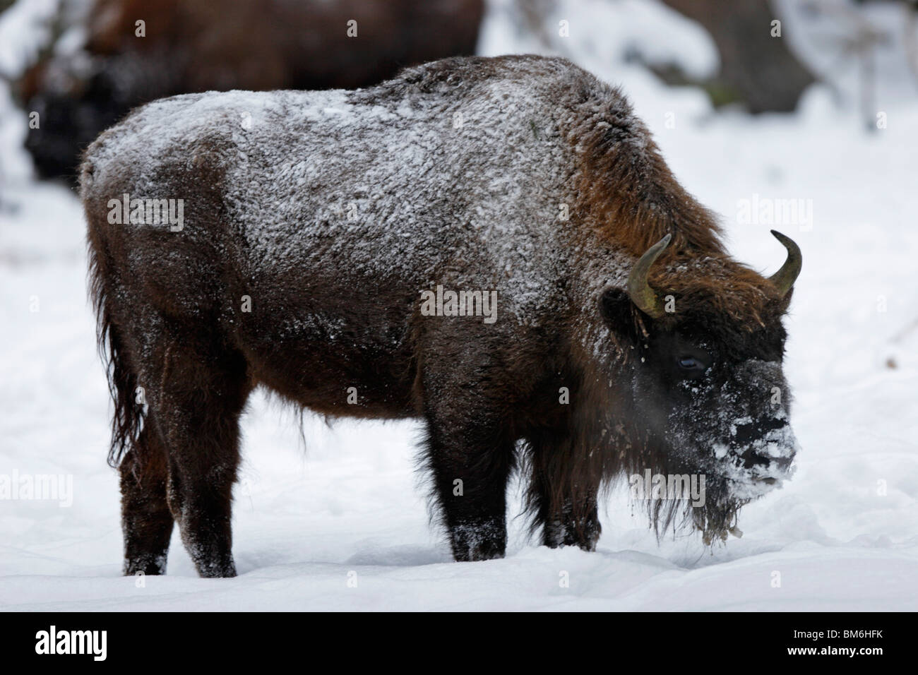 Wisent Bison, European, Bison, bonasus Stock Photo - Alamy