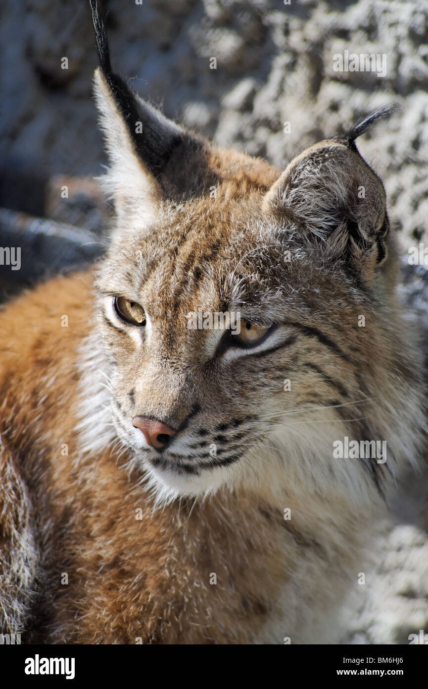 Lynx close-up shot Stock Photo - Alamy