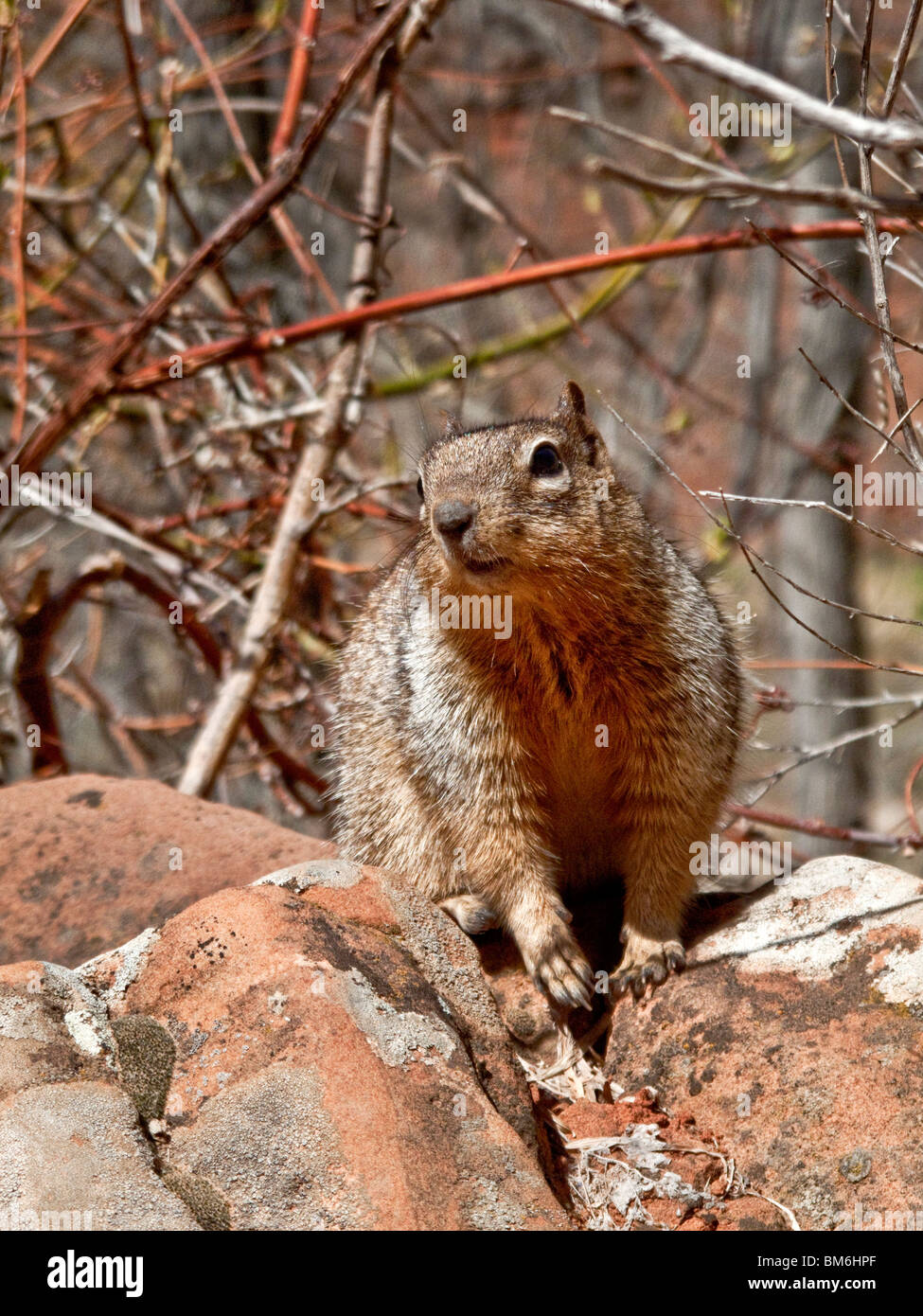 A tree squirrel climbs on a rock in Zion National Park, Utah. The most ...