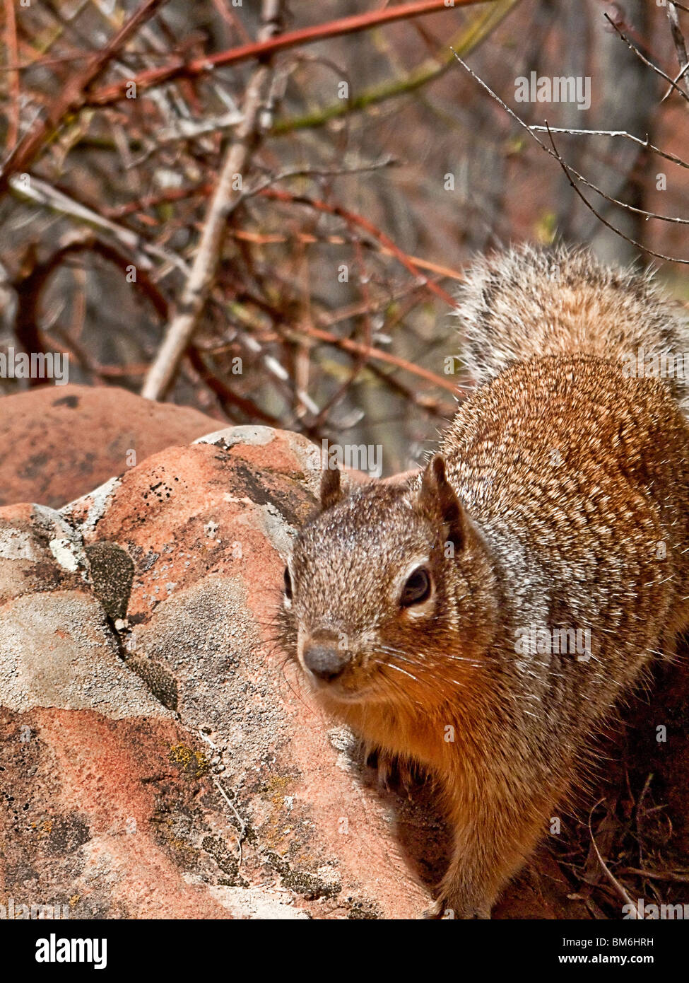 National park wild animals fauna hi-res stock photography and images ...