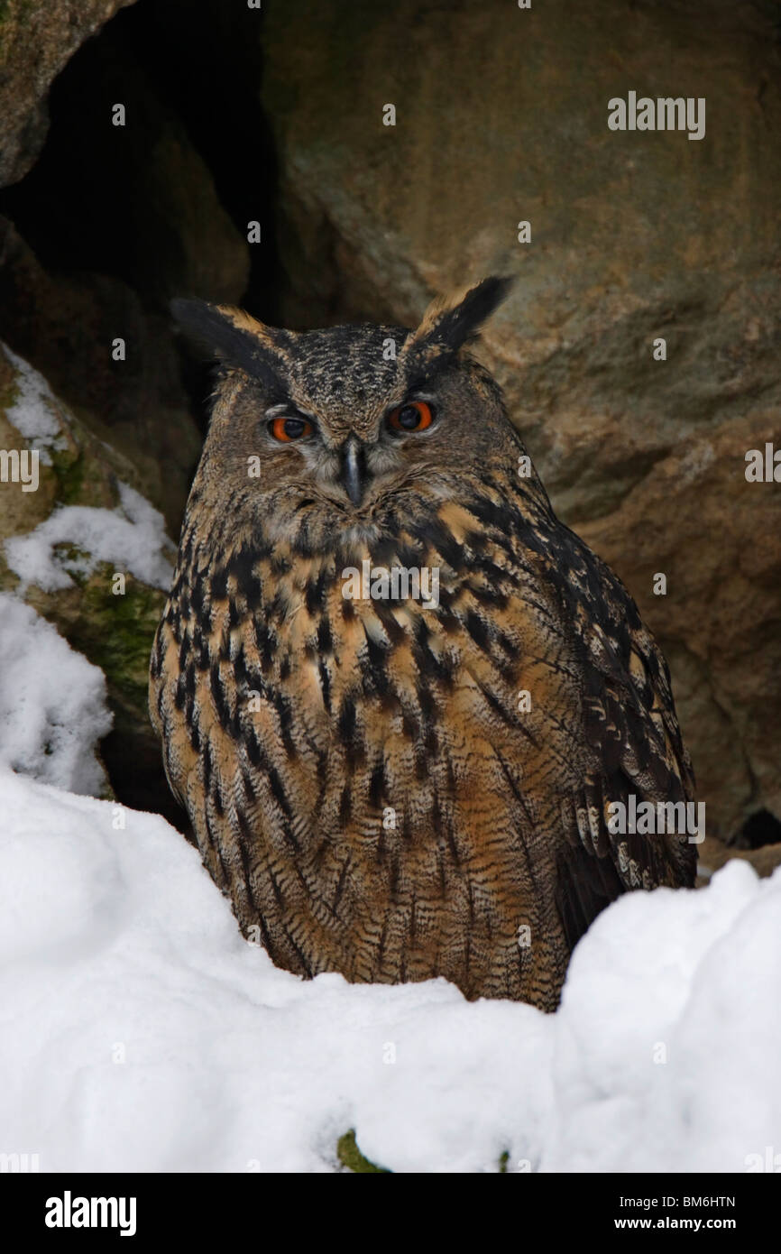 Uhu, Eurasian, Eagle,owl,bubo Stock Photo - Alamy