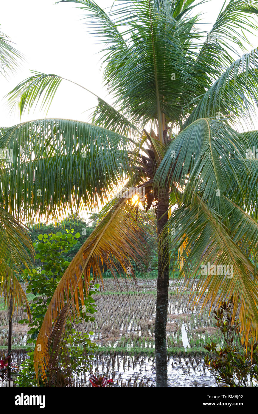 Palm tree in front of a rice field Stock Photo - Alamy
