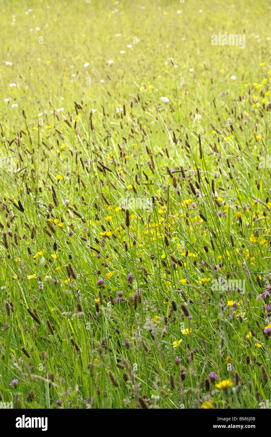 Natural english meadow flowers hi-res stock photography and images - Alamy
